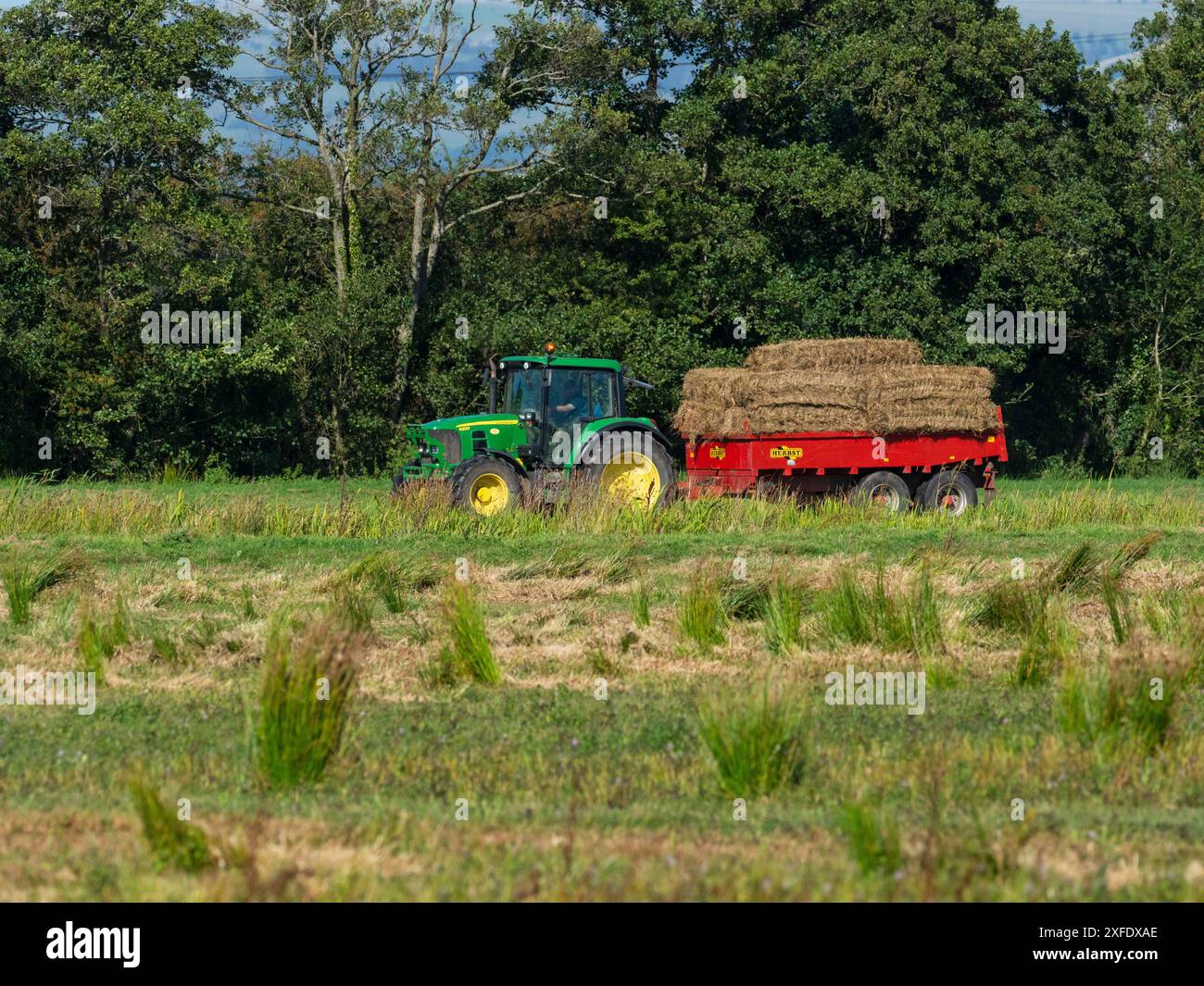 Farmer baling hay, Catcott Lows Nature Reserve, Somerset Levels and ...