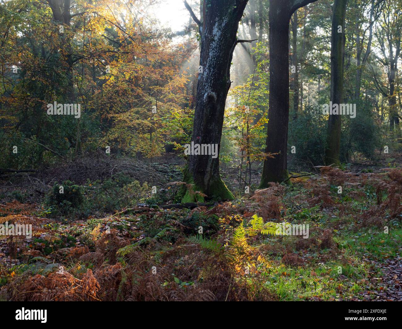 Light rays and deciduous woodland, Broadley Inclosure, New Forest ...