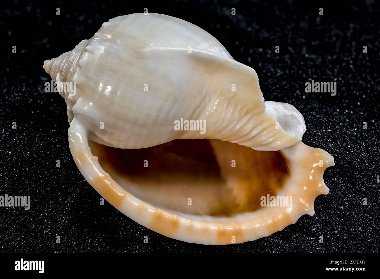 Close-up of Phalium glaucum sea shell on a black sand background Stock ...