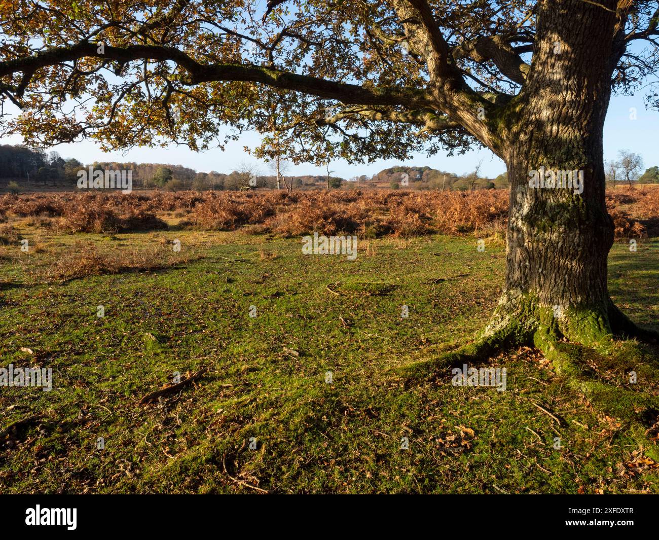 Pedunculate oak Quercus robur, heathland and woodland beyond, Soarley ...