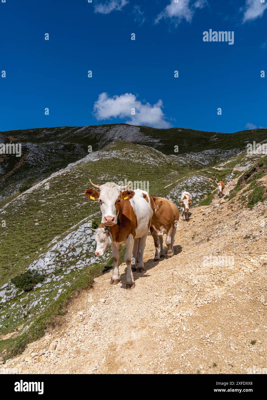 Green pastures with cows in alpine meadows in the mountains. Dolomites ...