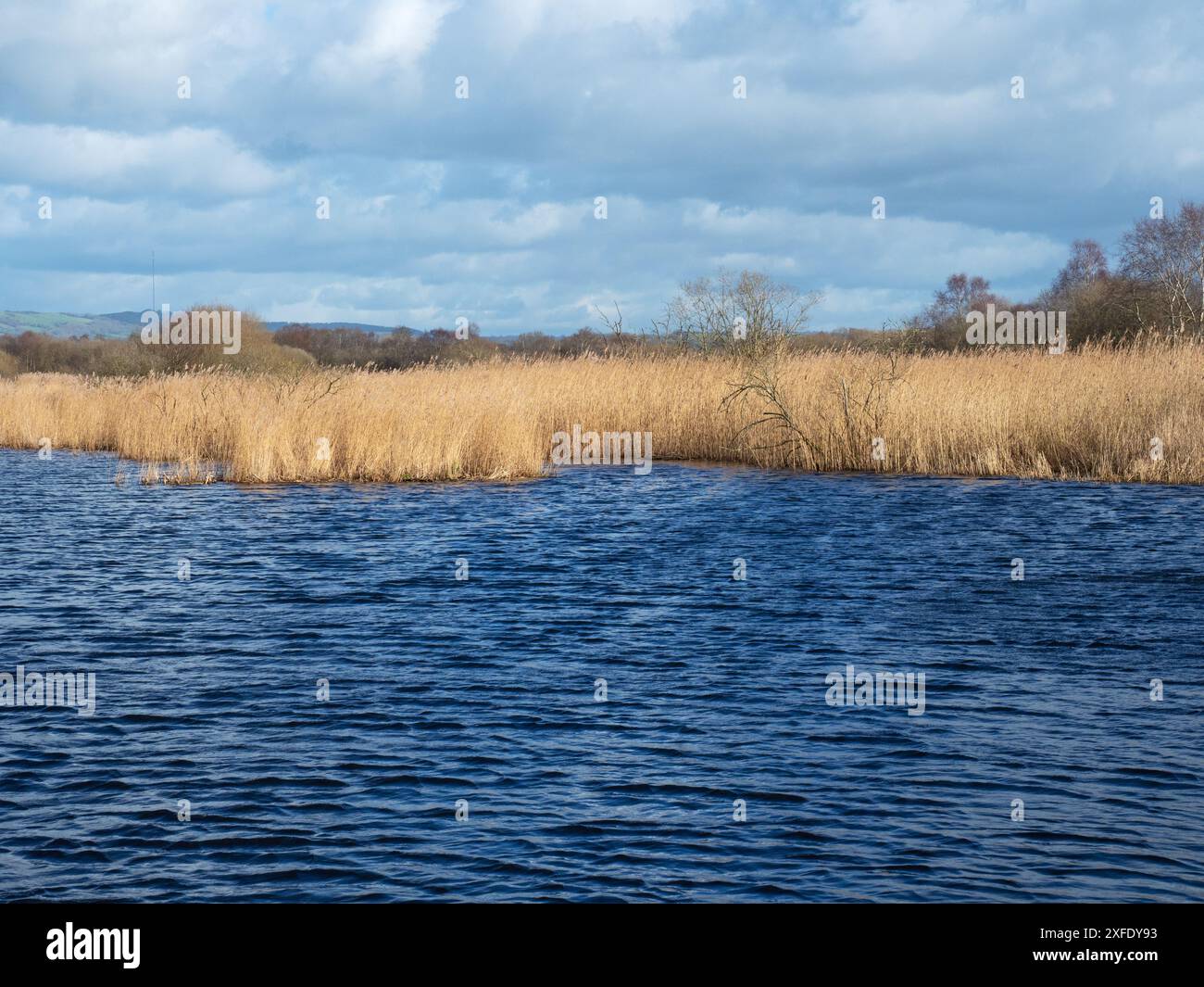 Reedbeds and pools, from North Hide, Westhay Moor National Nature ...