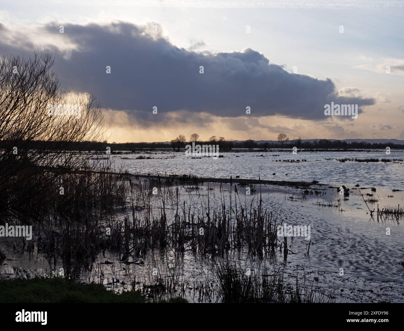 Flooded water meadows with pollarded willows beyond, in early evening ...