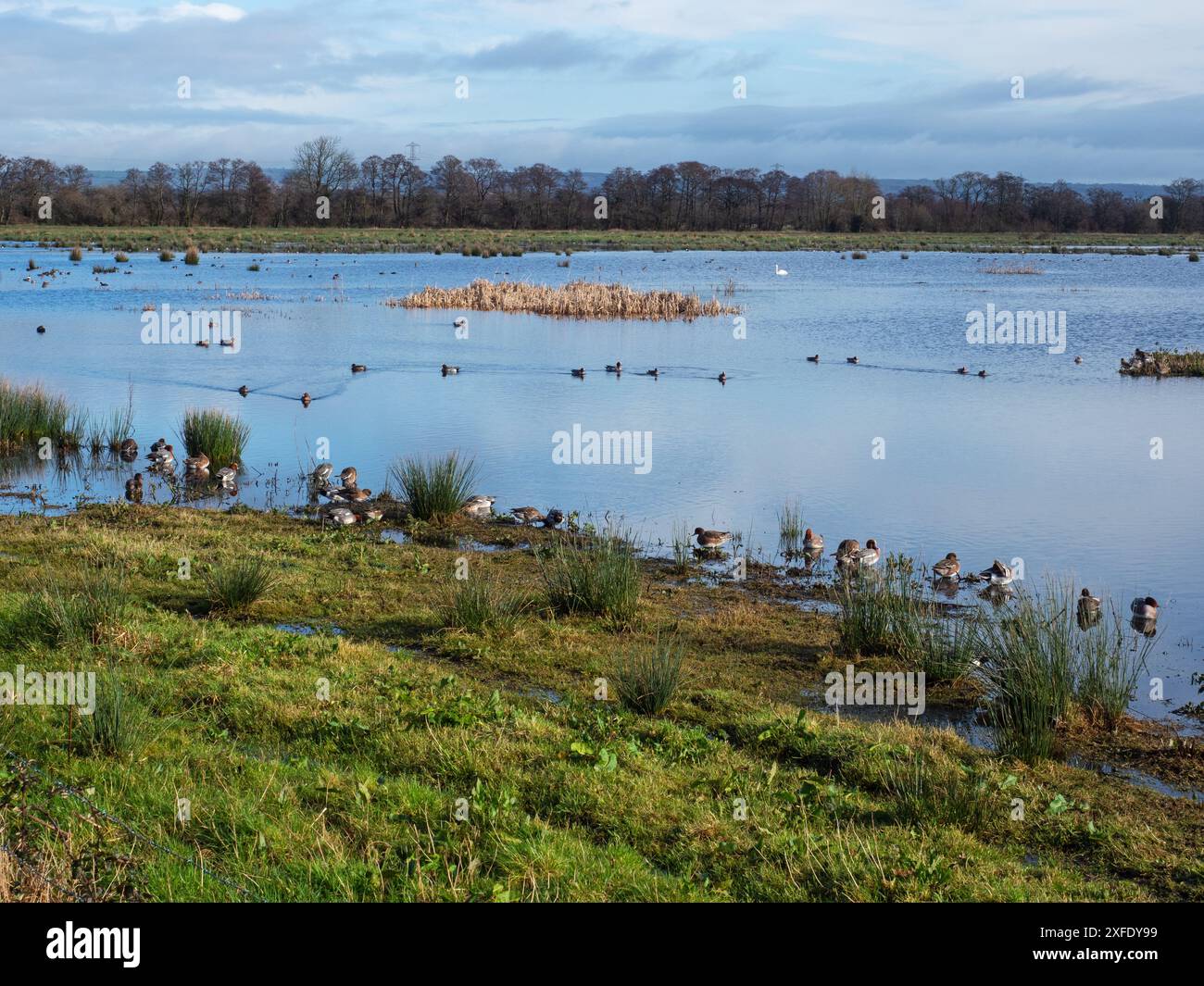 Pool and wildfowl, Catcott Lows Nature Reserve, Avalon Marshes ...