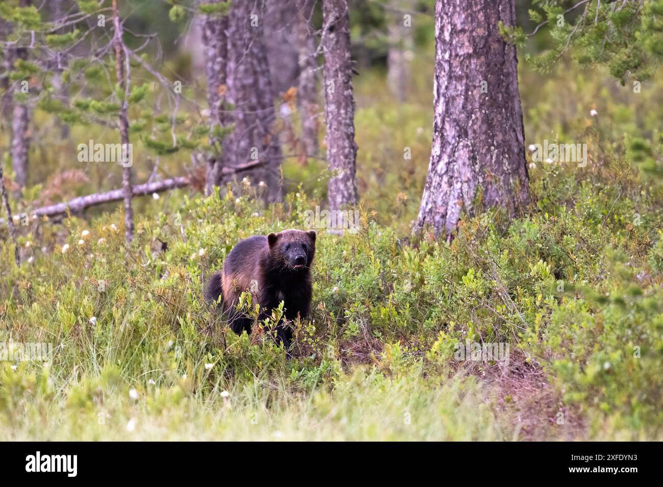 Wolverine in the swamp of Finnish taiga Stock Photo - Alamy