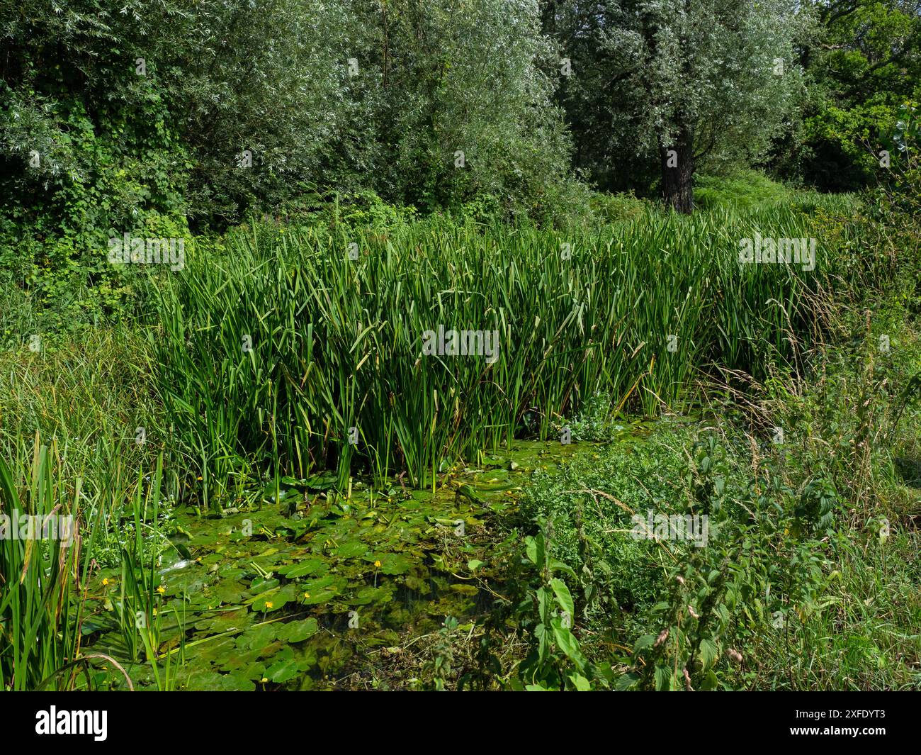 Small stream full of vegetation beside the nature trail, Fishlake ...