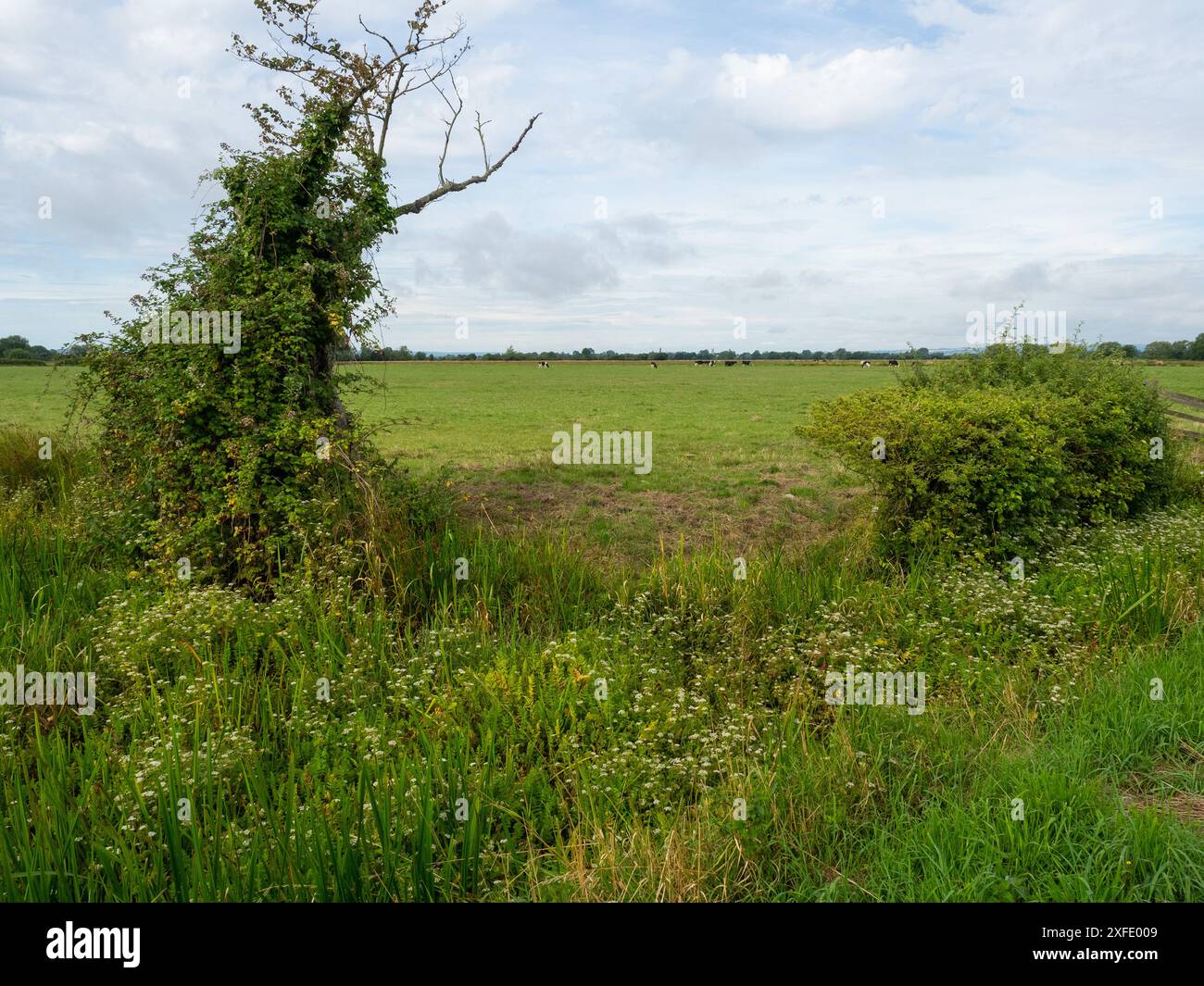 An old dead tree covered in Bramble Rubus fruiticosus and Lesser water ...