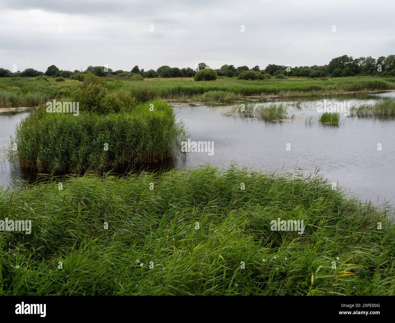 Catcott hide hi-res stock photography and images - Alamy
