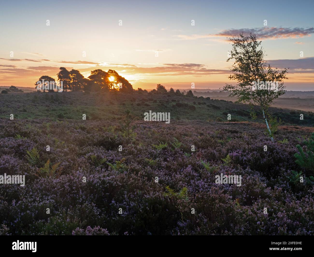 Sunrise over heathland and Holm Hill from Wilverley Plain, New Forest National Park, Hampshire ...