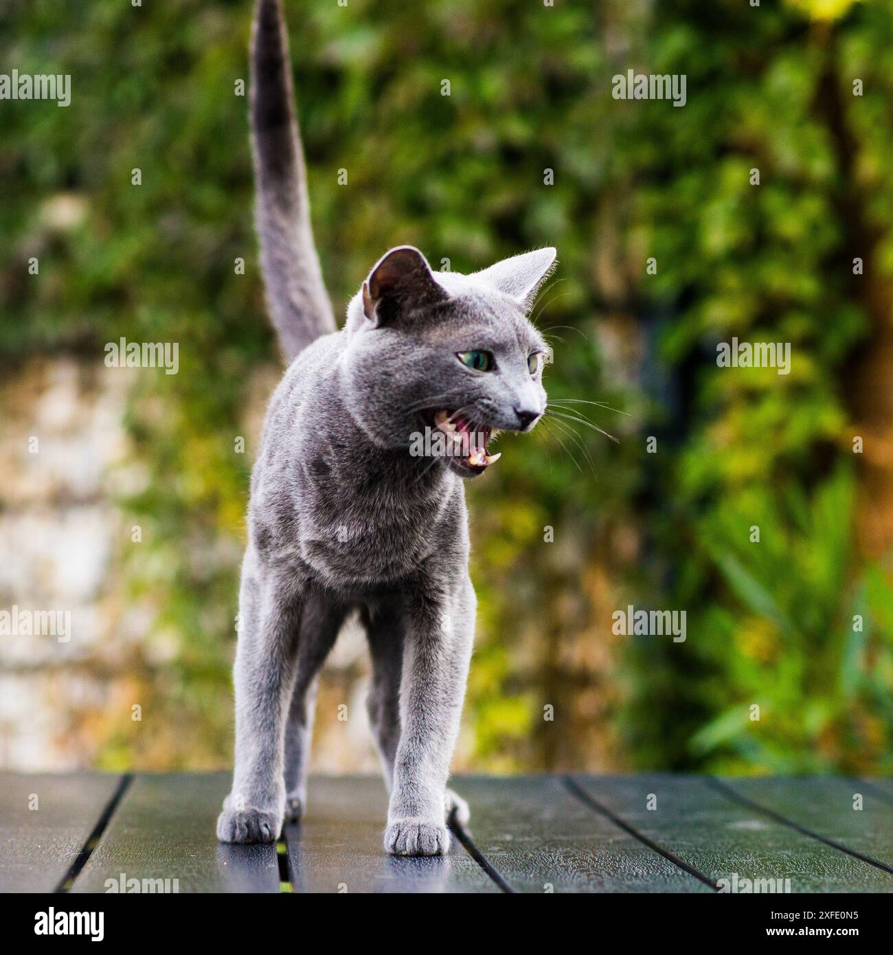 Hunting cat, cat face before a close attack. Portrait of a funny ...