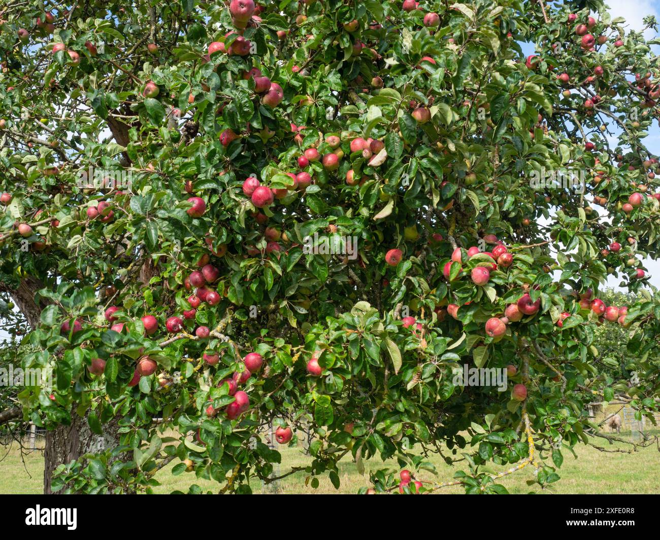 Apple orchard near Stembridge, Somerset Levels and Moors, Somerset ...