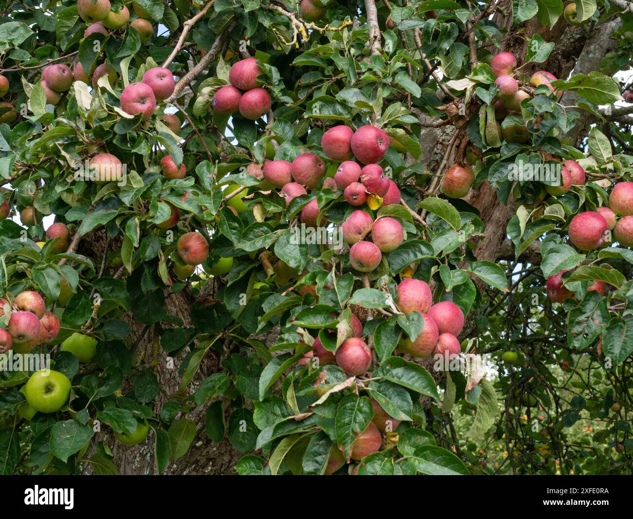 Apple orchard near Stembridge, Somerset Levels and Moors, Somerset ...