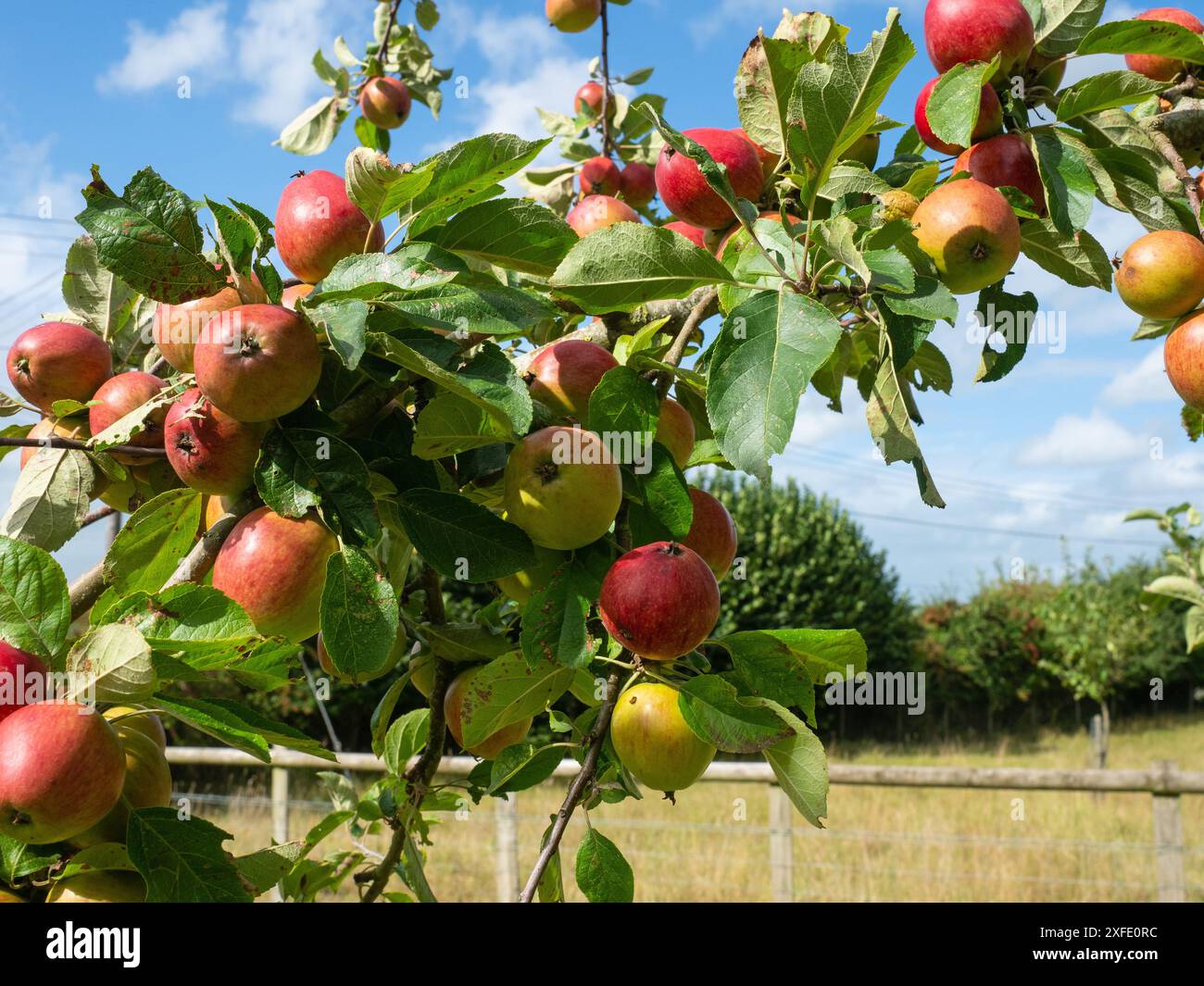 Apple orchard near Stembridge, Somerset Levels and Moors, Somerset ...