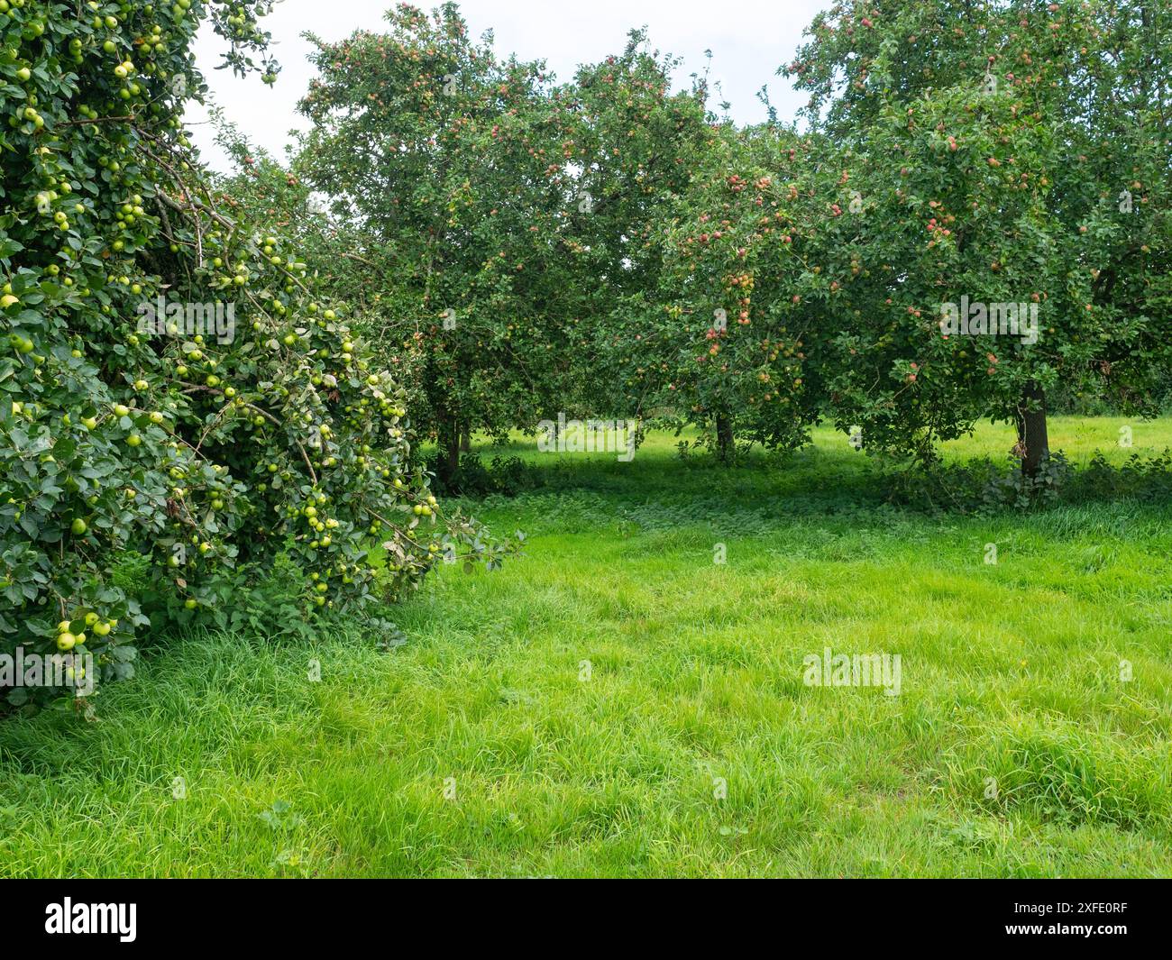 Apple orchard, Southay, Somerset Levels and Moors, Somerset, England ...