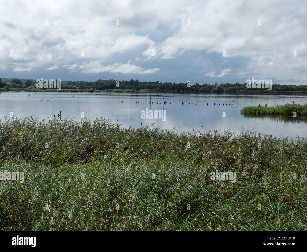 View across reedbed and Noah's Lake from Noah's Hide, Shapwick Heath ...
