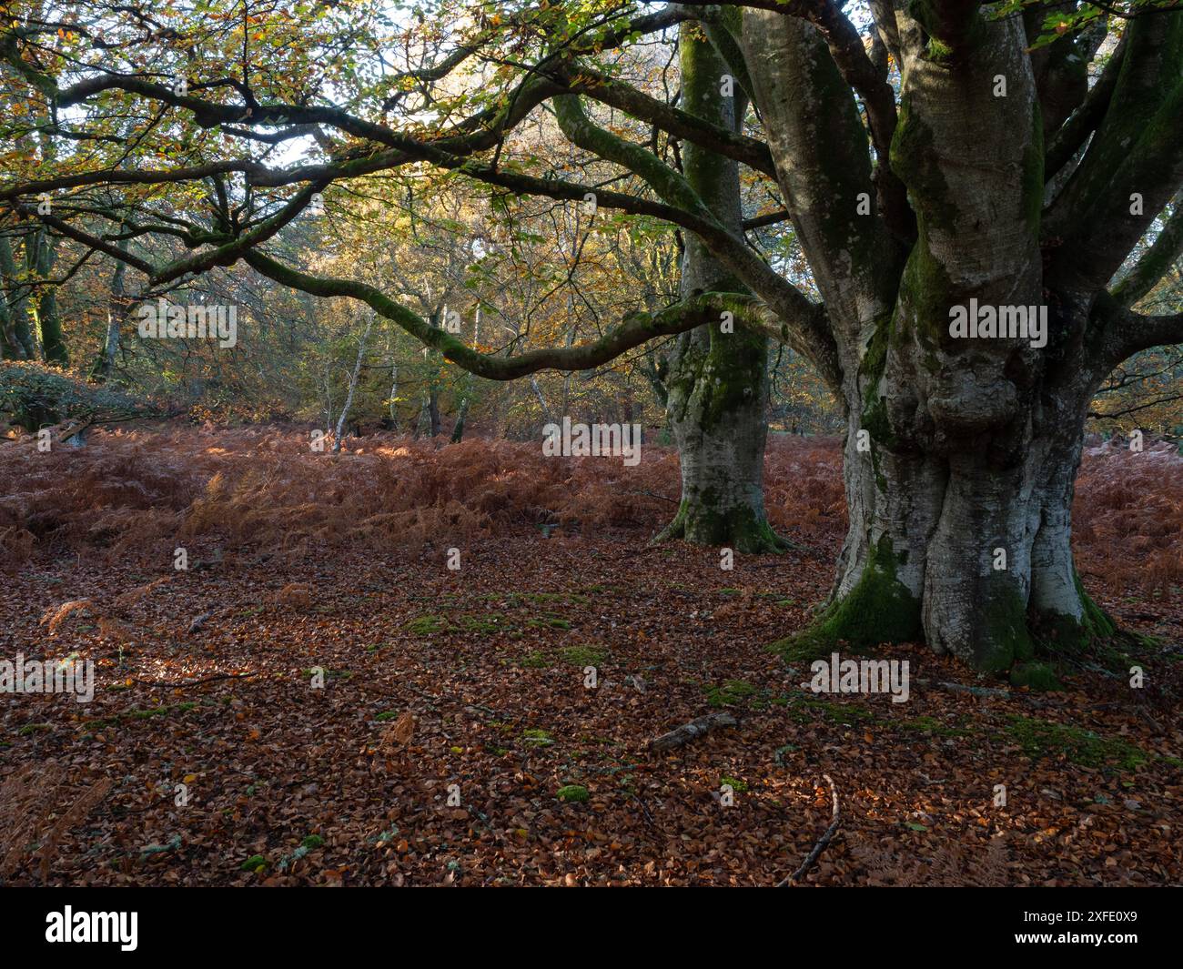 Ancient pollarded Beech Fagus sylvatica, Vinney Ridge, New Forest ...