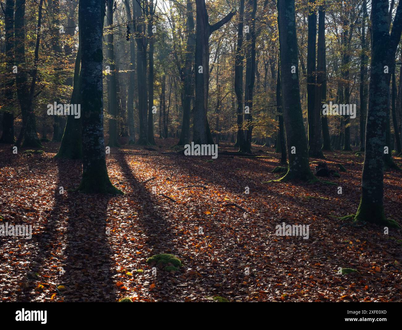 Light rays coming through Beech Fagus sylvatica and Pedunculate oak ...