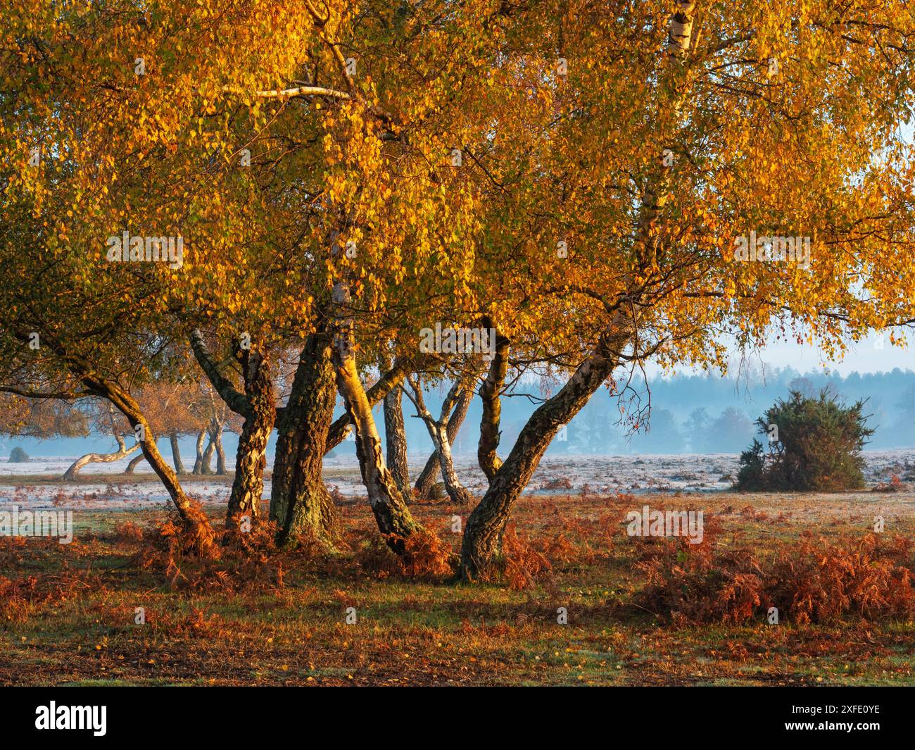 Silver birch Betula pendula near Matley Wood, Matley Holms, New Forest ...