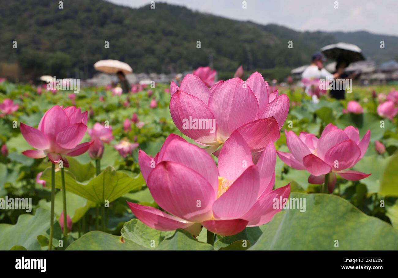 The flowers of lotus (Nelumbo nucifera / sacred lotus / Indian lotus ...