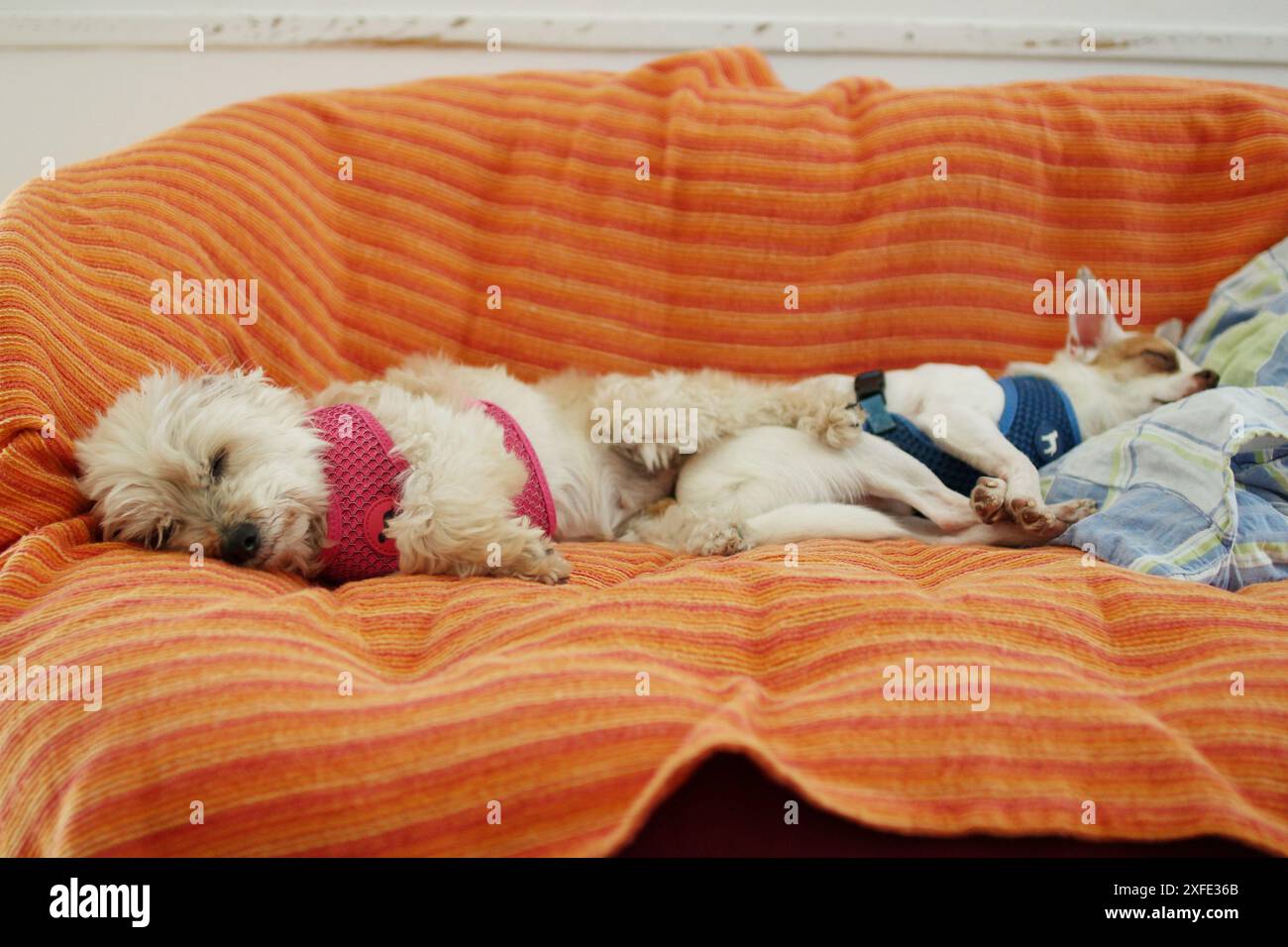 cute adopted bright dogs resting at home in the living room on sofa ...