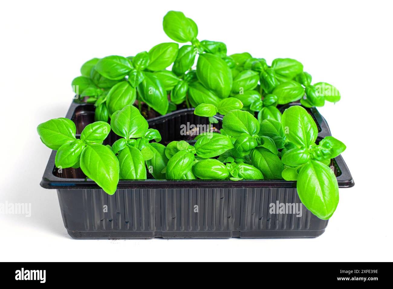 Grow herbs in small spaces hi-res stock photography and images - Alamy