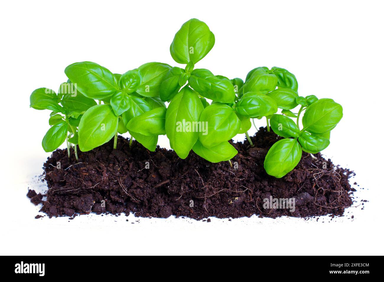 Fresh basil plants sprouting from rich soil against white backdrop ...