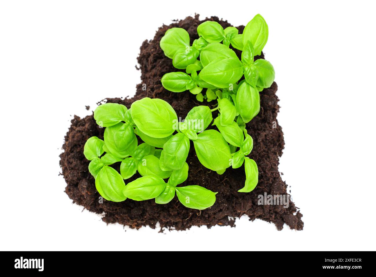 Basil plant growing in heart-shaped soil arrangement isolated on white ...