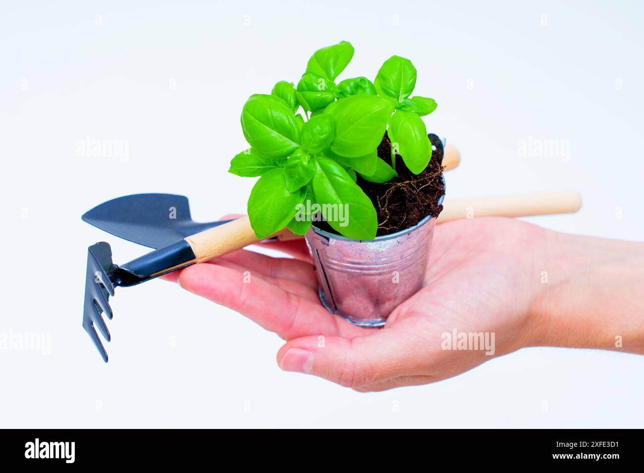 Hand holding a small basil plant in a small metal bucket along with ...