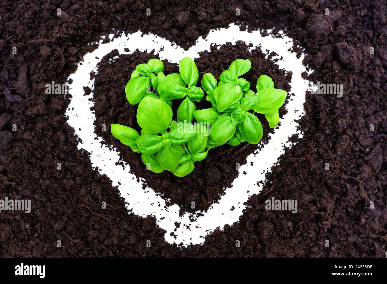 Basil plant growing in a heart-shaped soil patch outlined with a white ...
