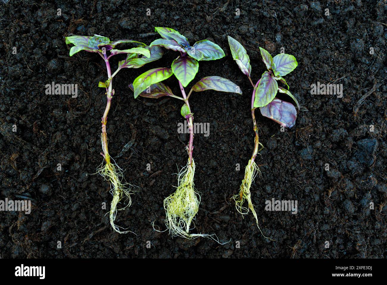 Three fresh basil plant seedlings with green and purple leaves and ...