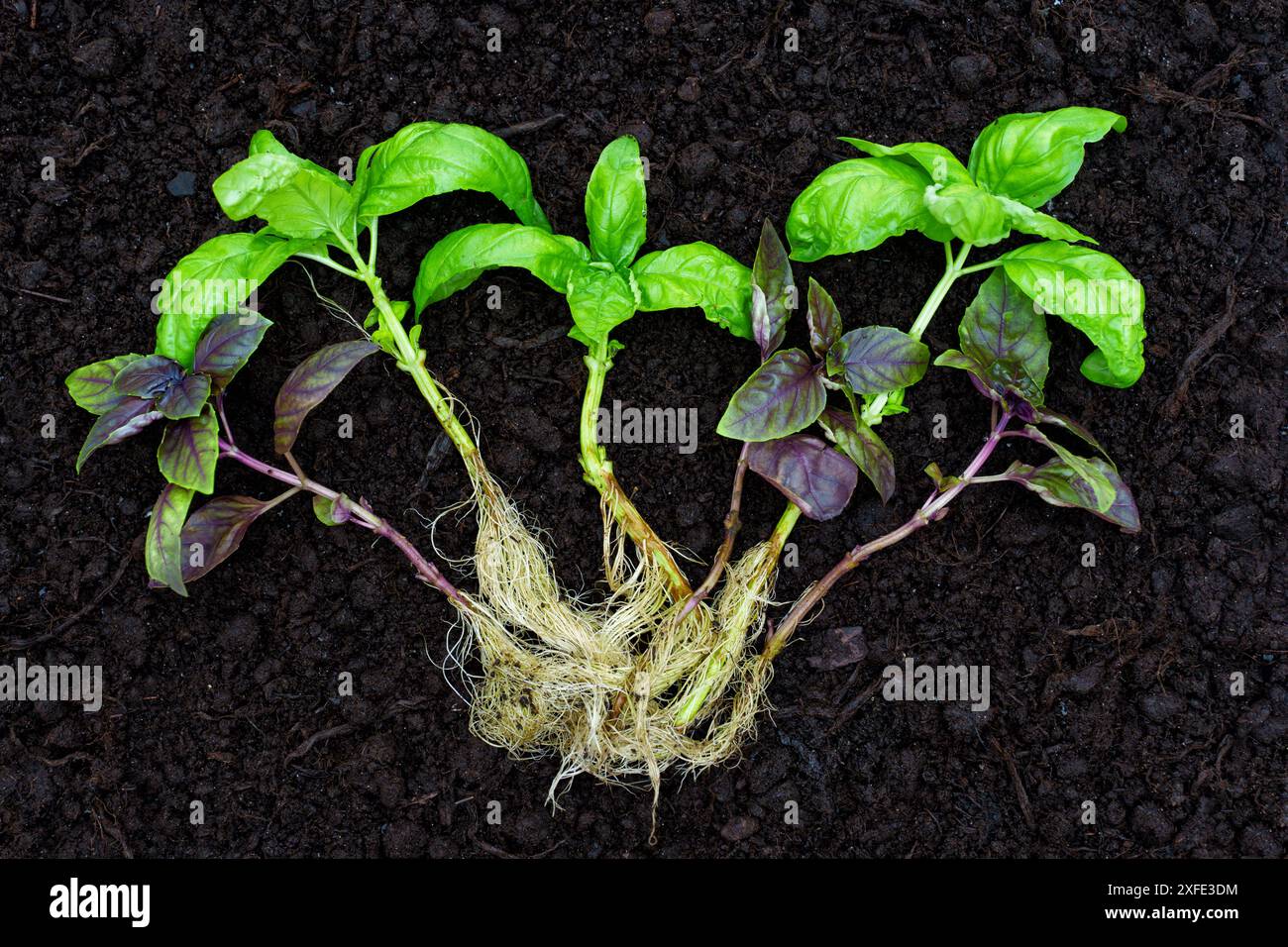 Mixed variety of green and purple basil seedlings rooted in dark soil ...