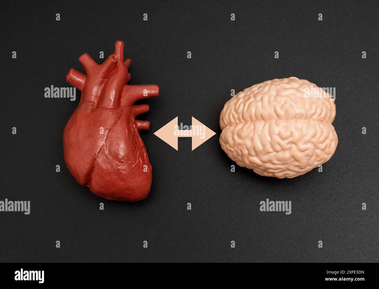Detailed anatomical models depicting human heart and brain connected by ...