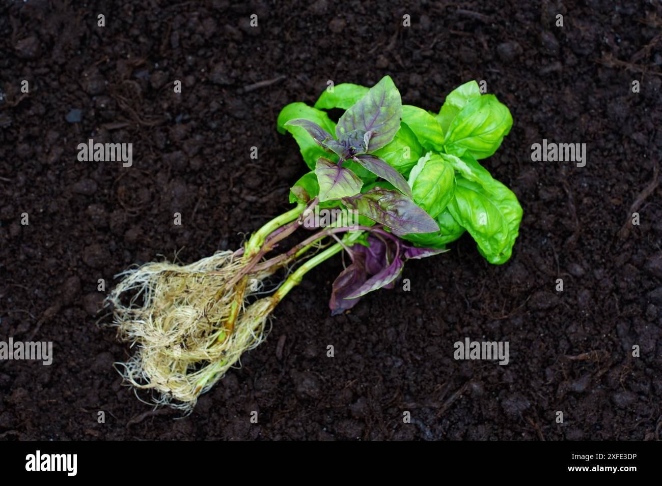 Group of green and purple plant seedlings with roots, placed in dark ...