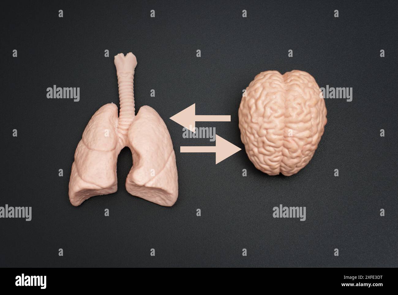 Realistic models of the brain and lungs connected by bilateral arrows ...