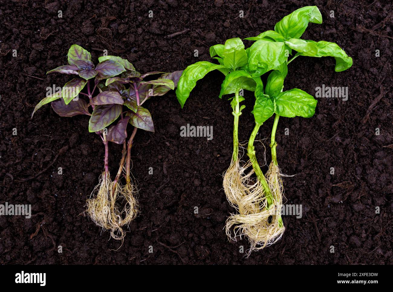 Two groups of basil plant seedlings with green and purple leaves in ...