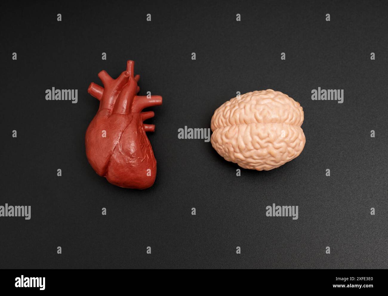 Anatomical model of a human brain and a heart placed on a dark ...