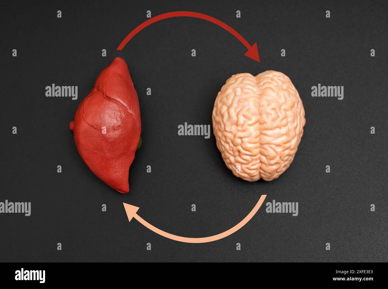 Realistic models of human liver and a brain set against a dark ...