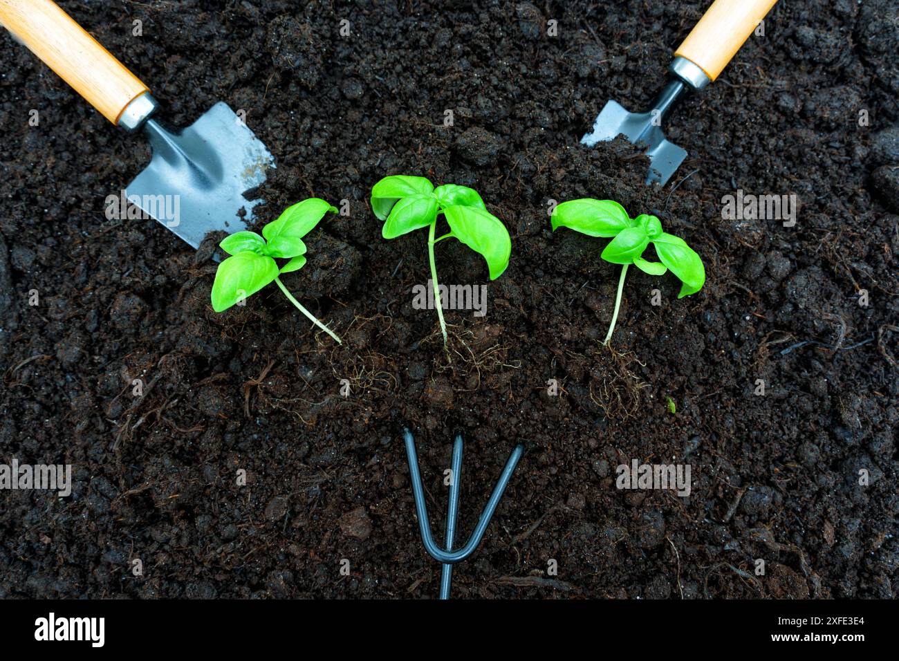Three young seedlings with garden tools on dark soil, ideal for themes ...