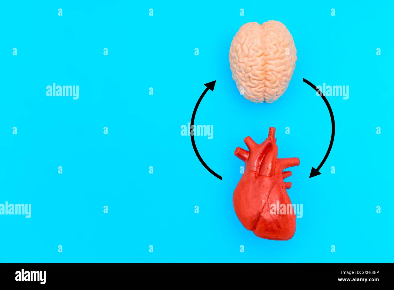 Heart brain connected science hi-res stock photography and images - Alamy