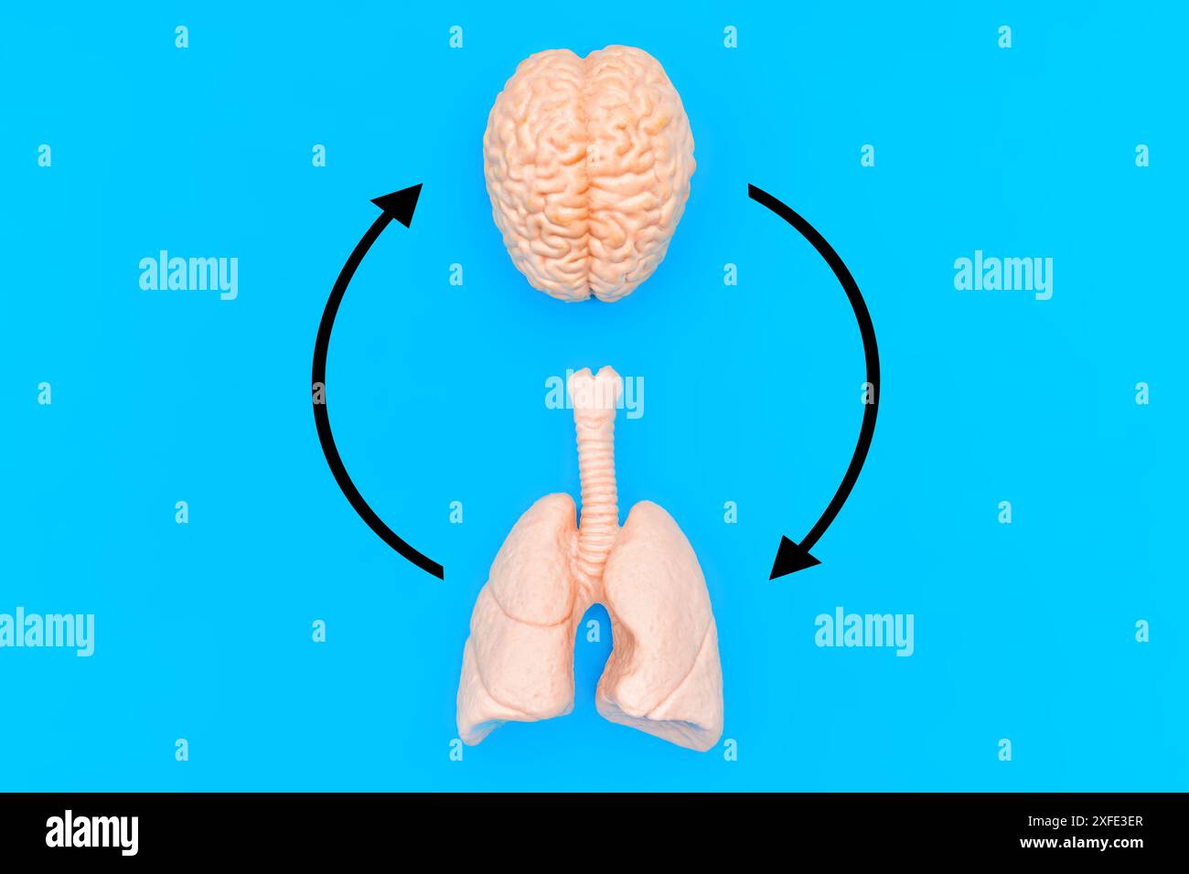 Close-up view of realistic brain and lungs models interconnected by ...