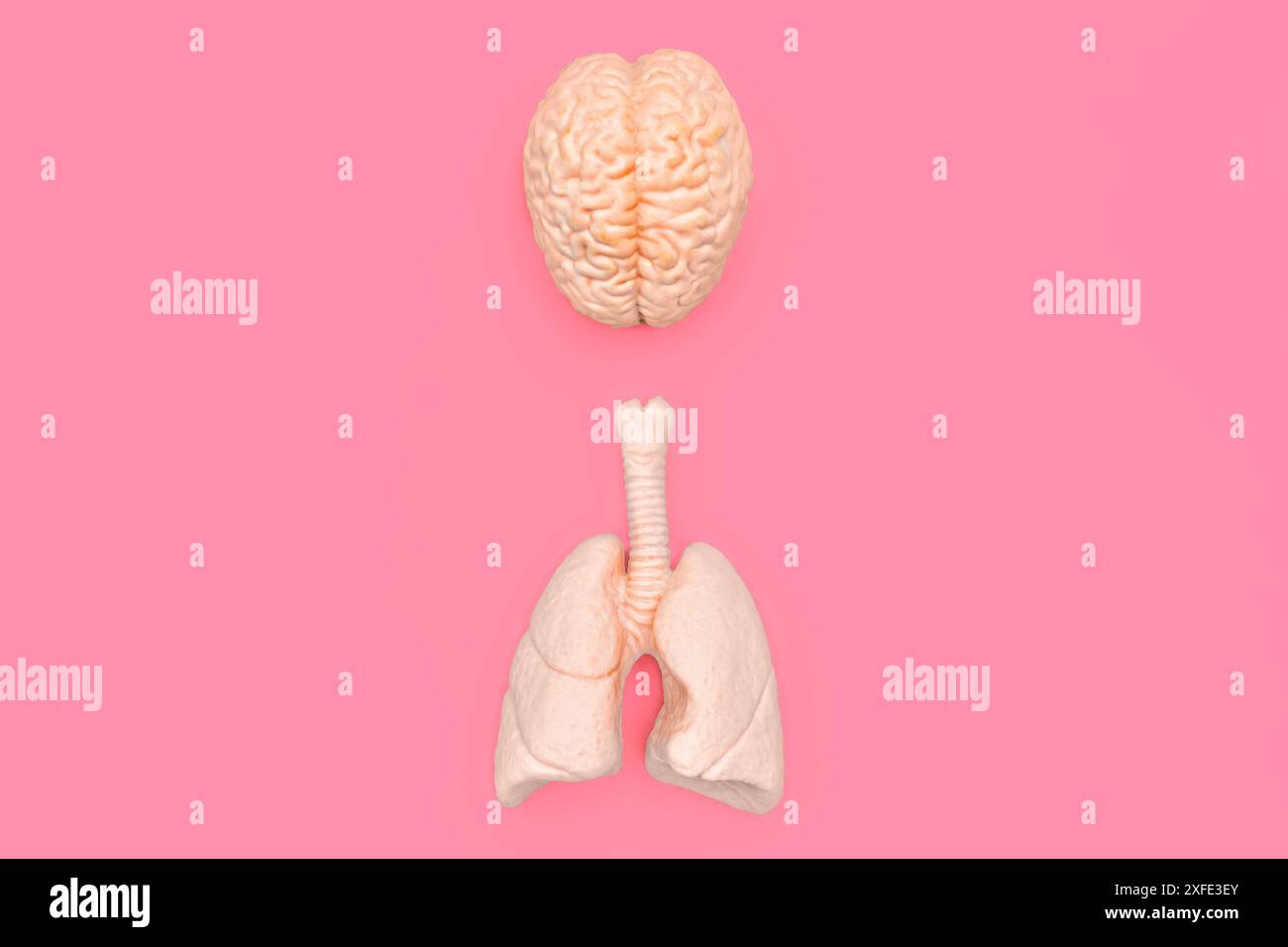 Realistic brain and lungs models displayed on a pink background. Parts ...