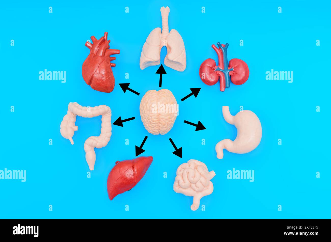 Human organ models arranged around a brain model with black arrows ...