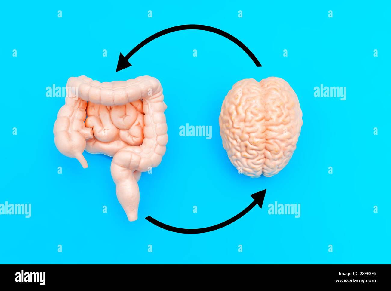 Human brain and intestines models arranged on blue background and ...