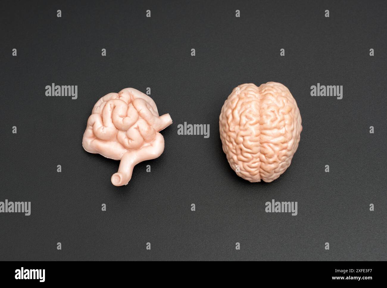 Realistic brain and small intestine models placed side by side on a ...