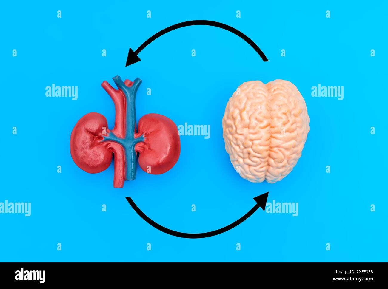 Detailed anatomical model of brain and kidney interconnected by ...