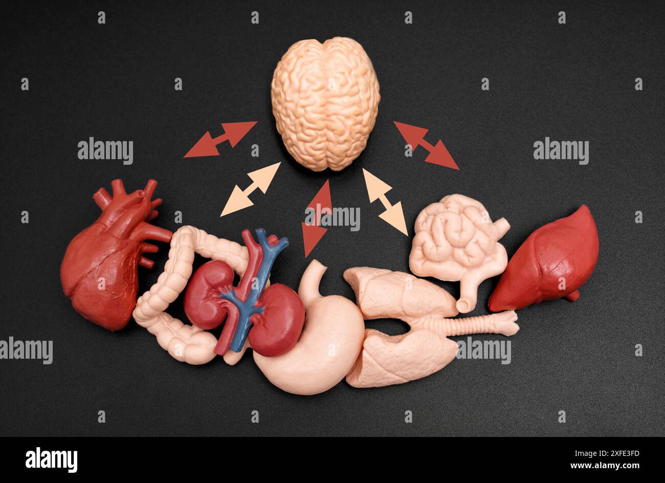 Heart brain connected science hi-res stock photography and images - Alamy