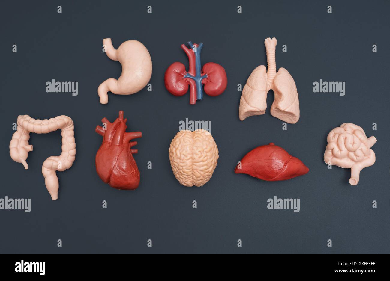 Collection Of Various Human Anatomical Organ Models Displayed On A Dark