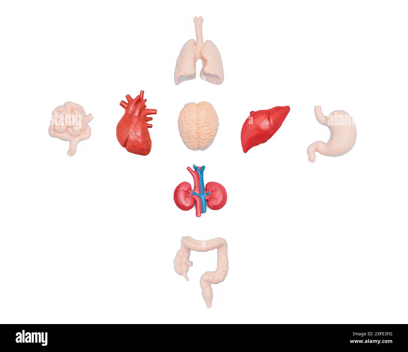 Human respiratory system diagram Cut Out Stock Images & Pictures - Alamy