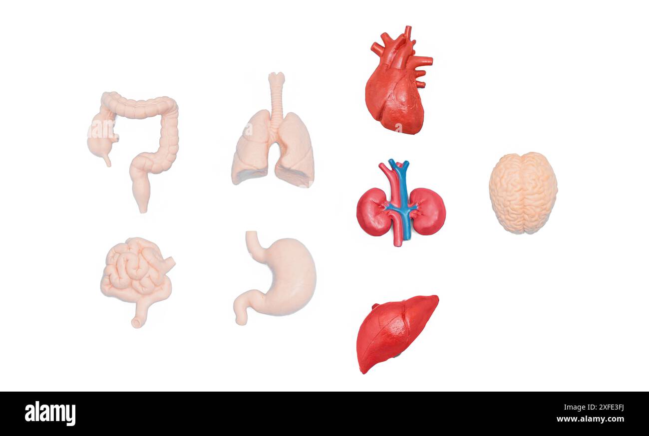 Set of various human organ models arranged on a pure white background ...
