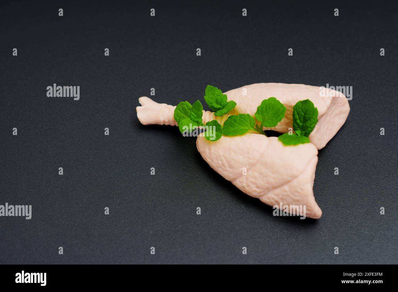 Side view of anatomical lung model with green peppermint leaves placed ...